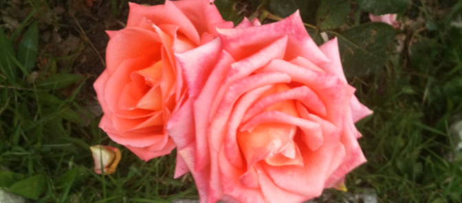 Trend di primavera in rosa&azzurro: 5 consigli su come scegliere gemme ...